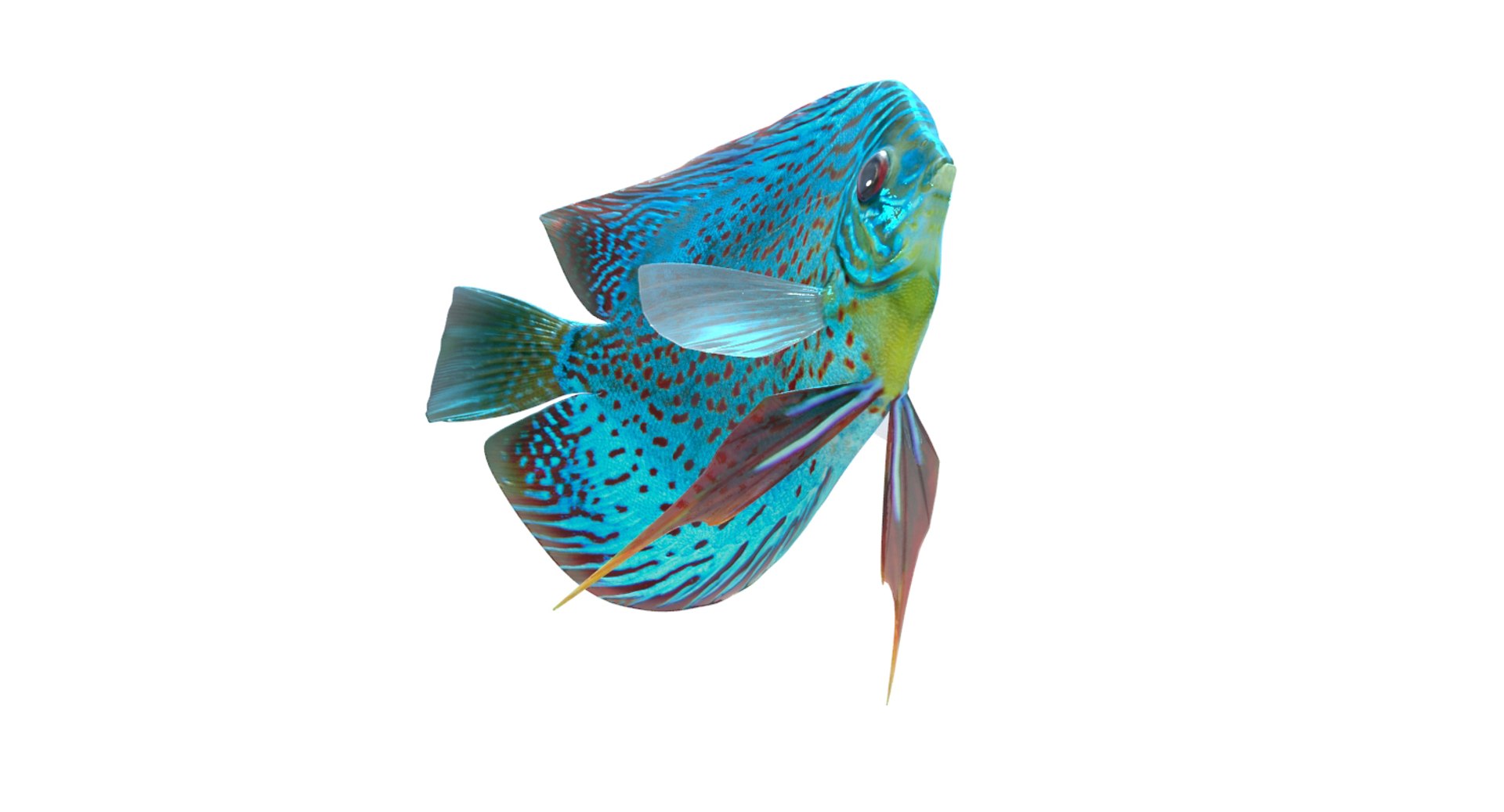3D Discus Fish Animation - TurboSquid 1286460