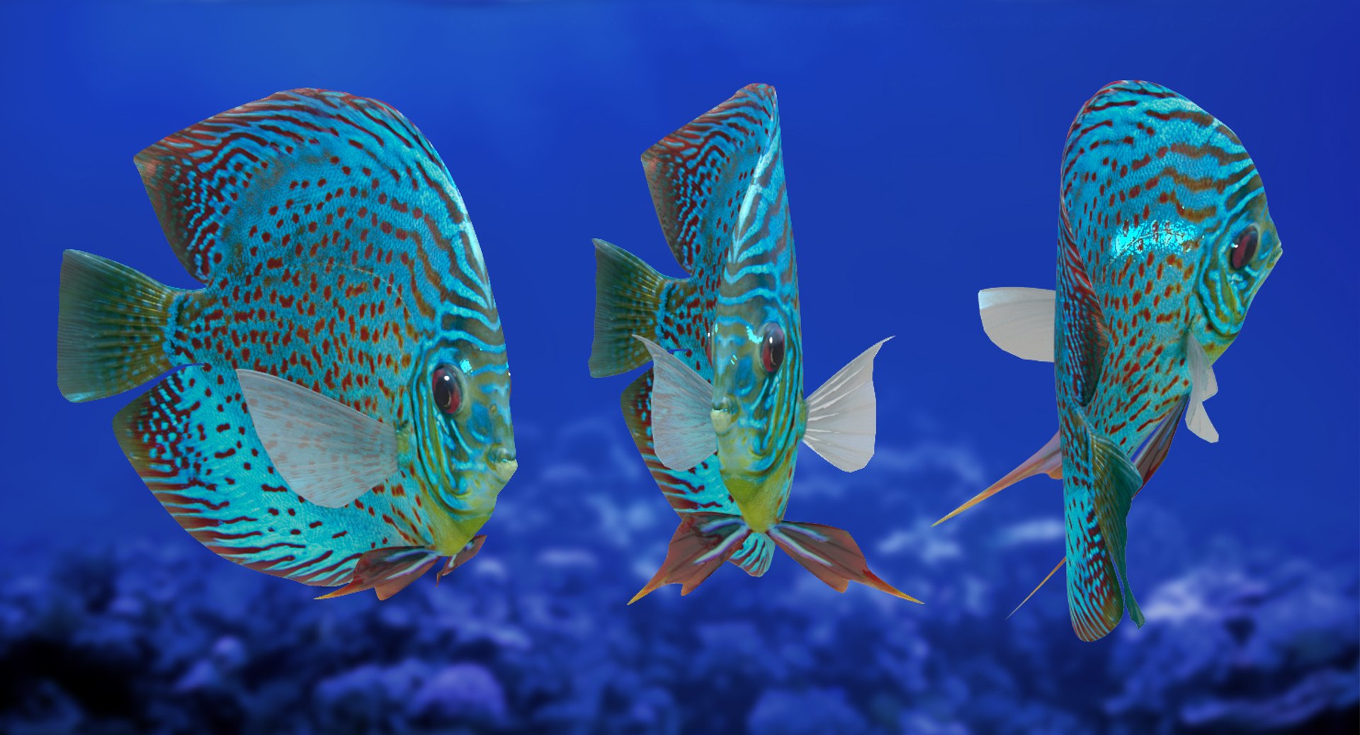 3D Discus Fish Animation - TurboSquid 1286460