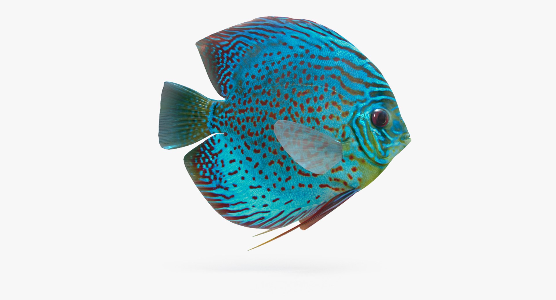 3D Discus Fish Animation - TurboSquid 1286460