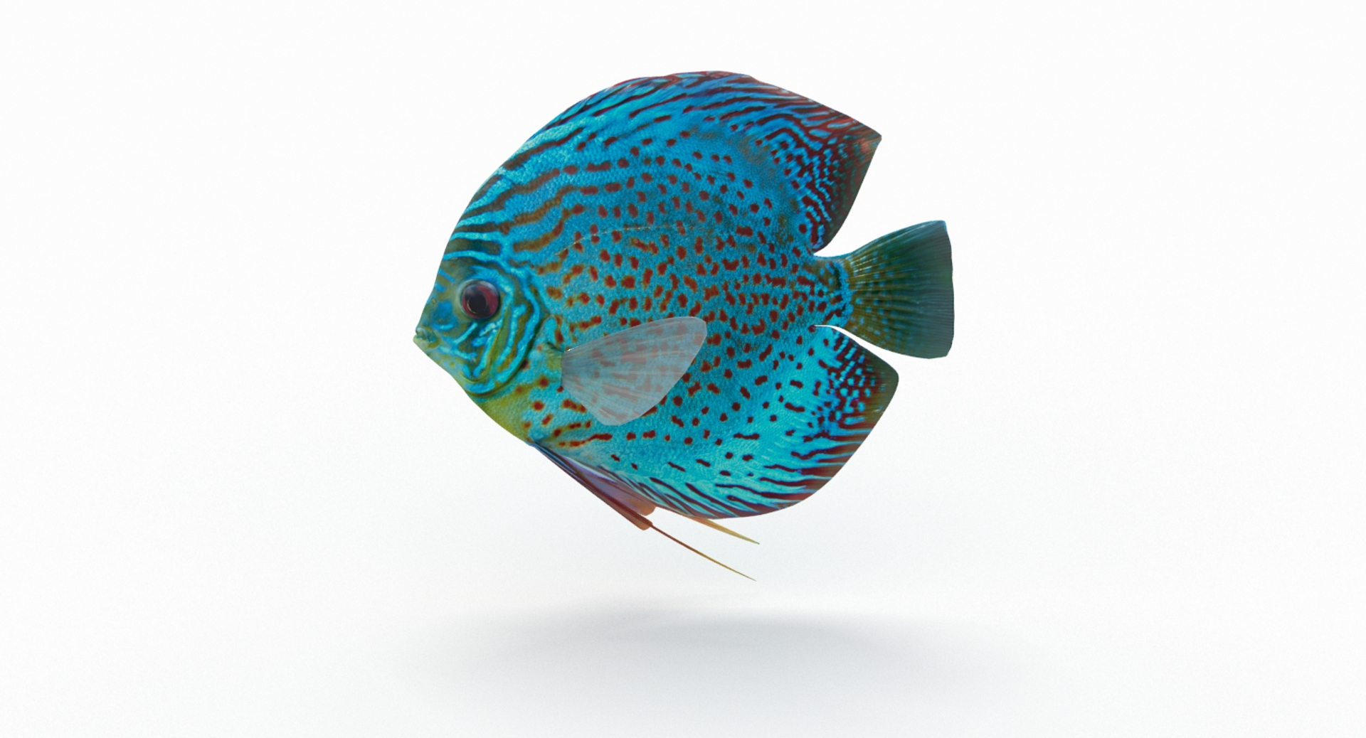 3D Discus Fish Animation - TurboSquid 1286460