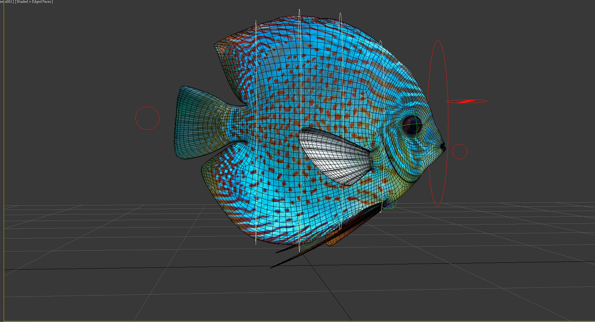 3D Discus Fish Animation - TurboSquid 1286460