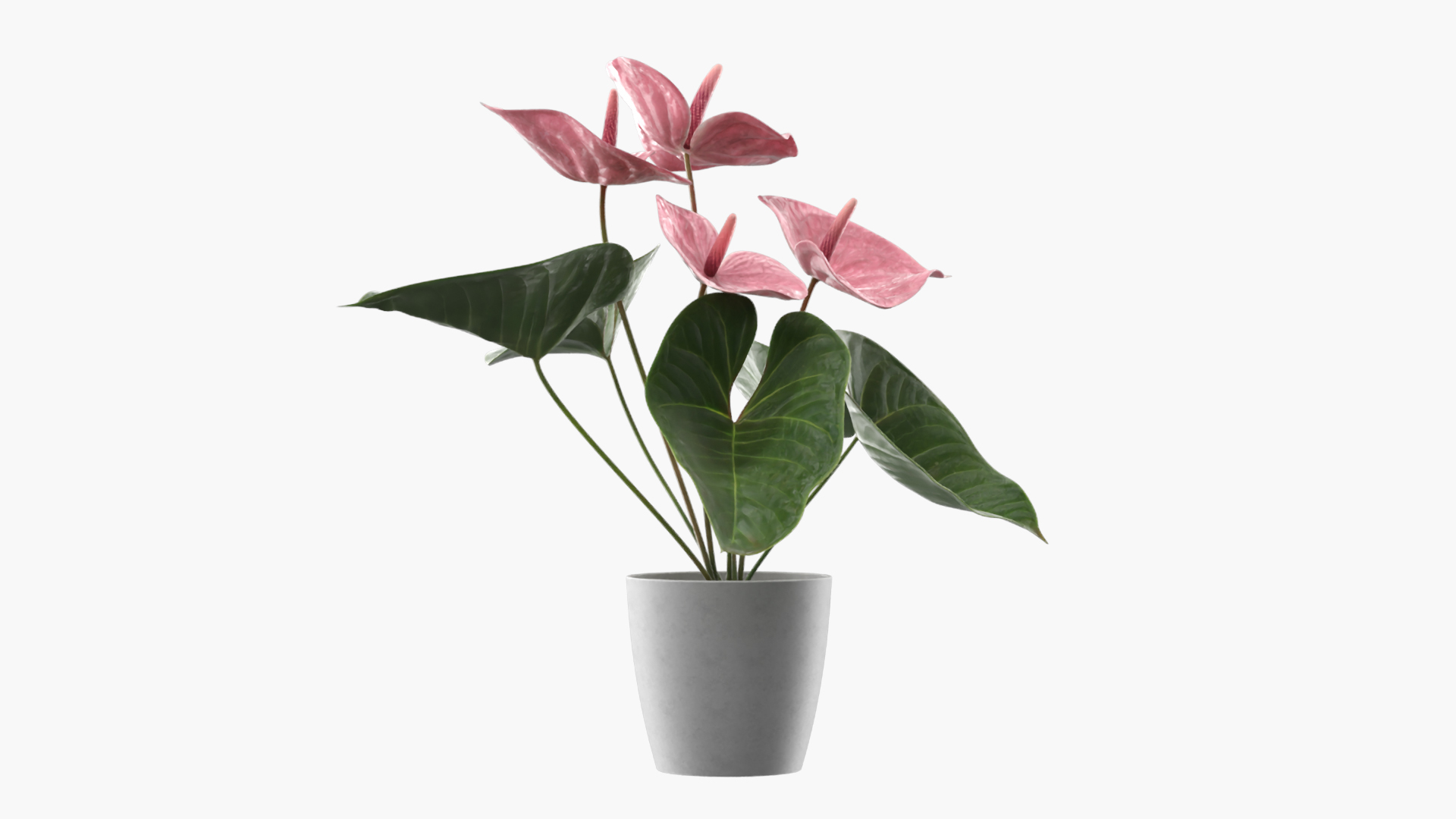 3D Plant Anthurium In Pot With Soil Pink Model - TurboSquid 2505224
