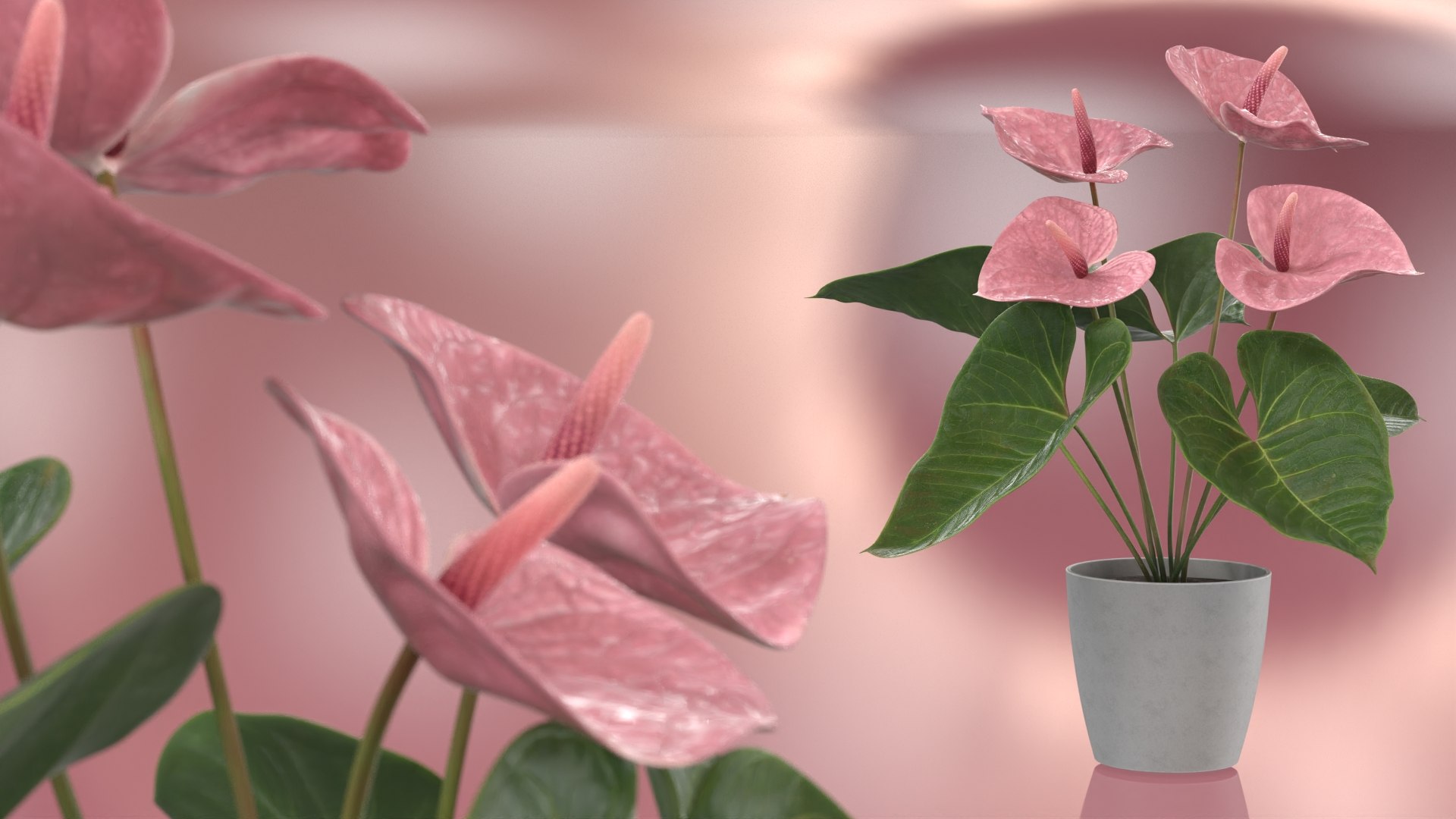 3D Plant Anthurium In Pot With Soil Pink Model - TurboSquid 2505224