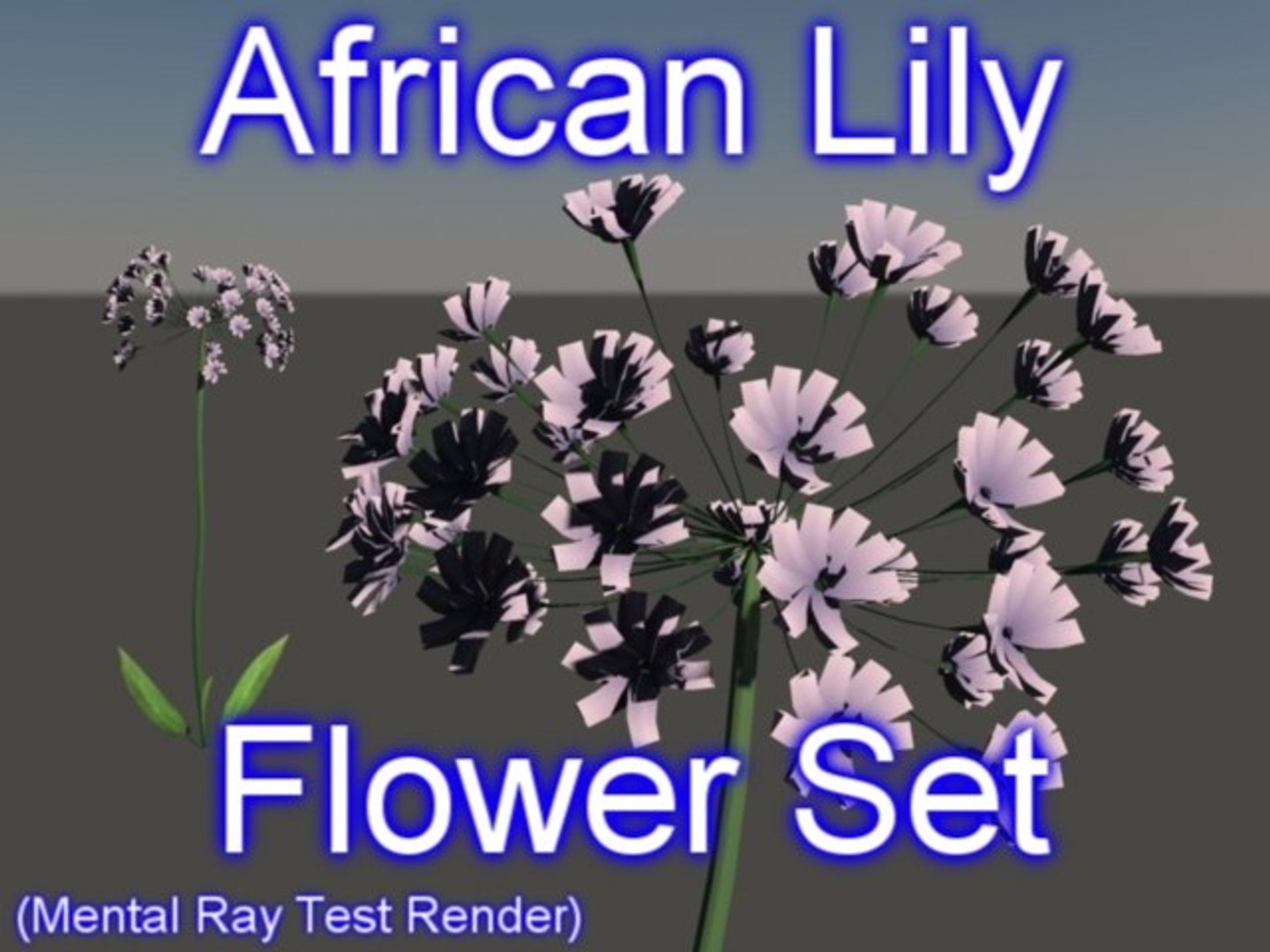 3d Model Set African Lily Flowers