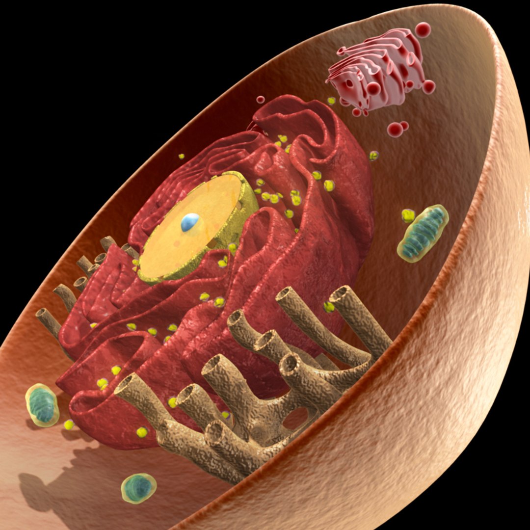 3d model of animal cell