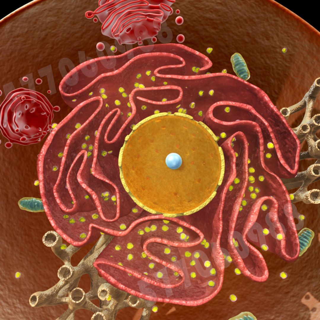 3d model of animal cell