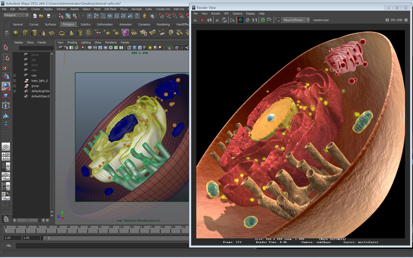 3d model of animal cell