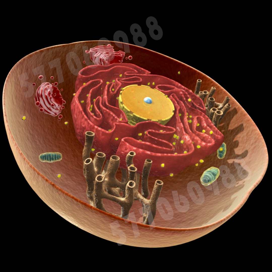 3d model of animal cell