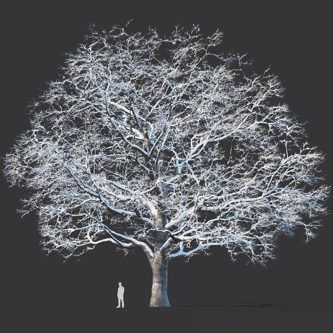 Oak Trees Model - TurboSquid 1657297