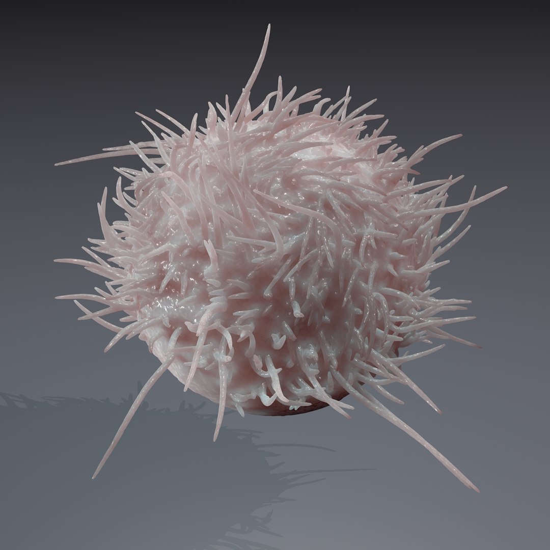 3D Model Cell Lymphocyte - TurboSquid 1398309