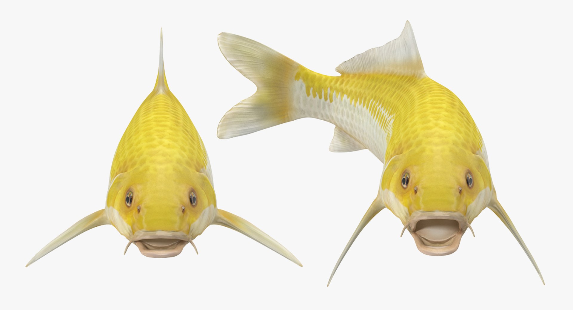 Yellow koi ogon fish 3D model - TurboSquid 1157396