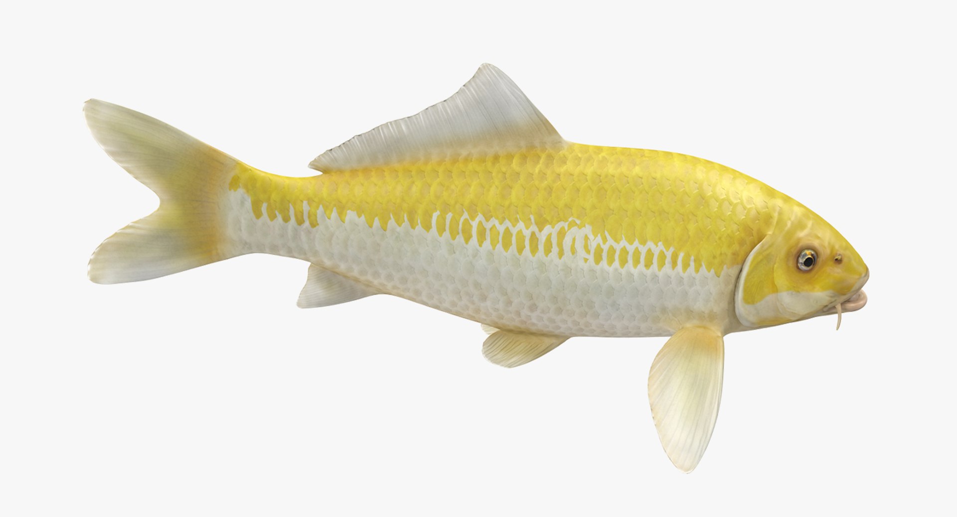 Yellow koi ogon fish 3D model - TurboSquid 1157396