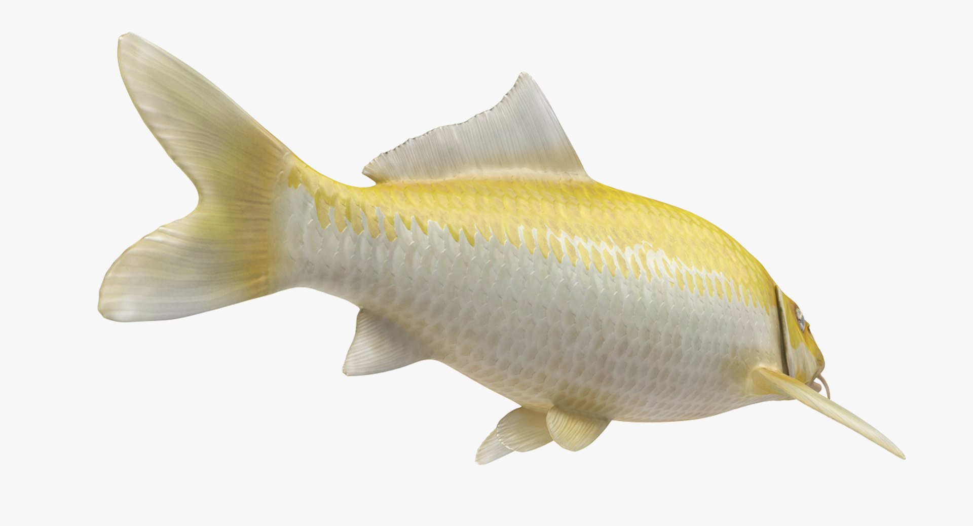 Yellow koi ogon fish 3D model - TurboSquid 1157396