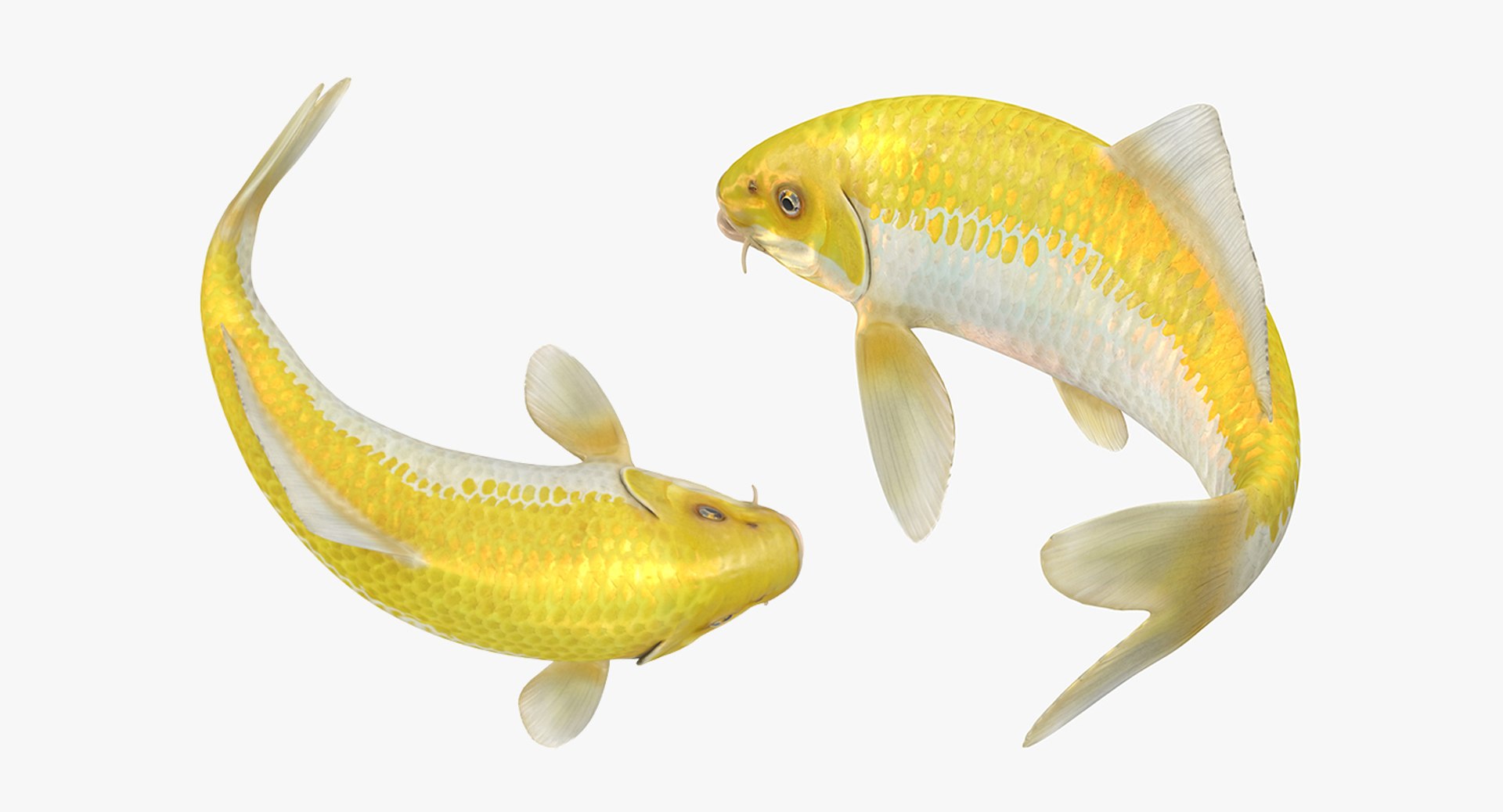 Yellow koi ogon fish 3D model - TurboSquid 1157396