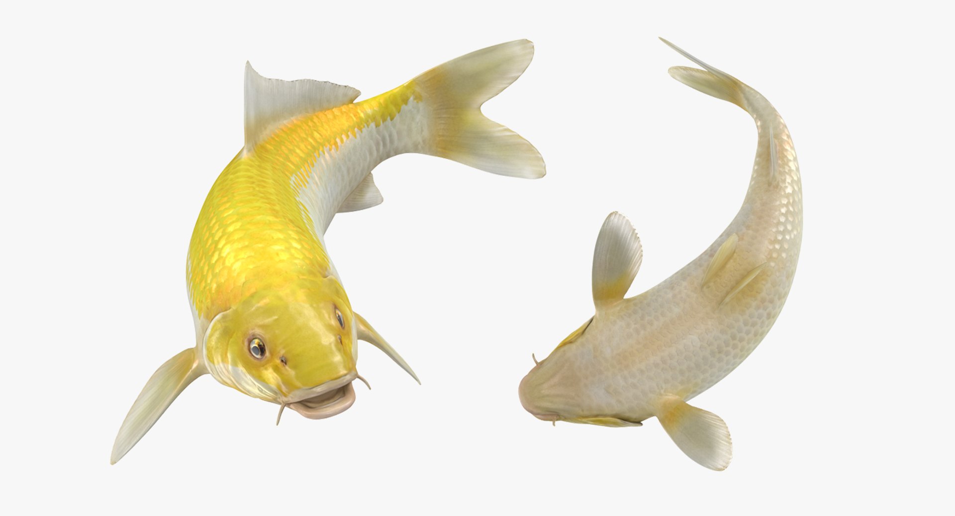 Yellow koi ogon fish 3D model - TurboSquid 1157396