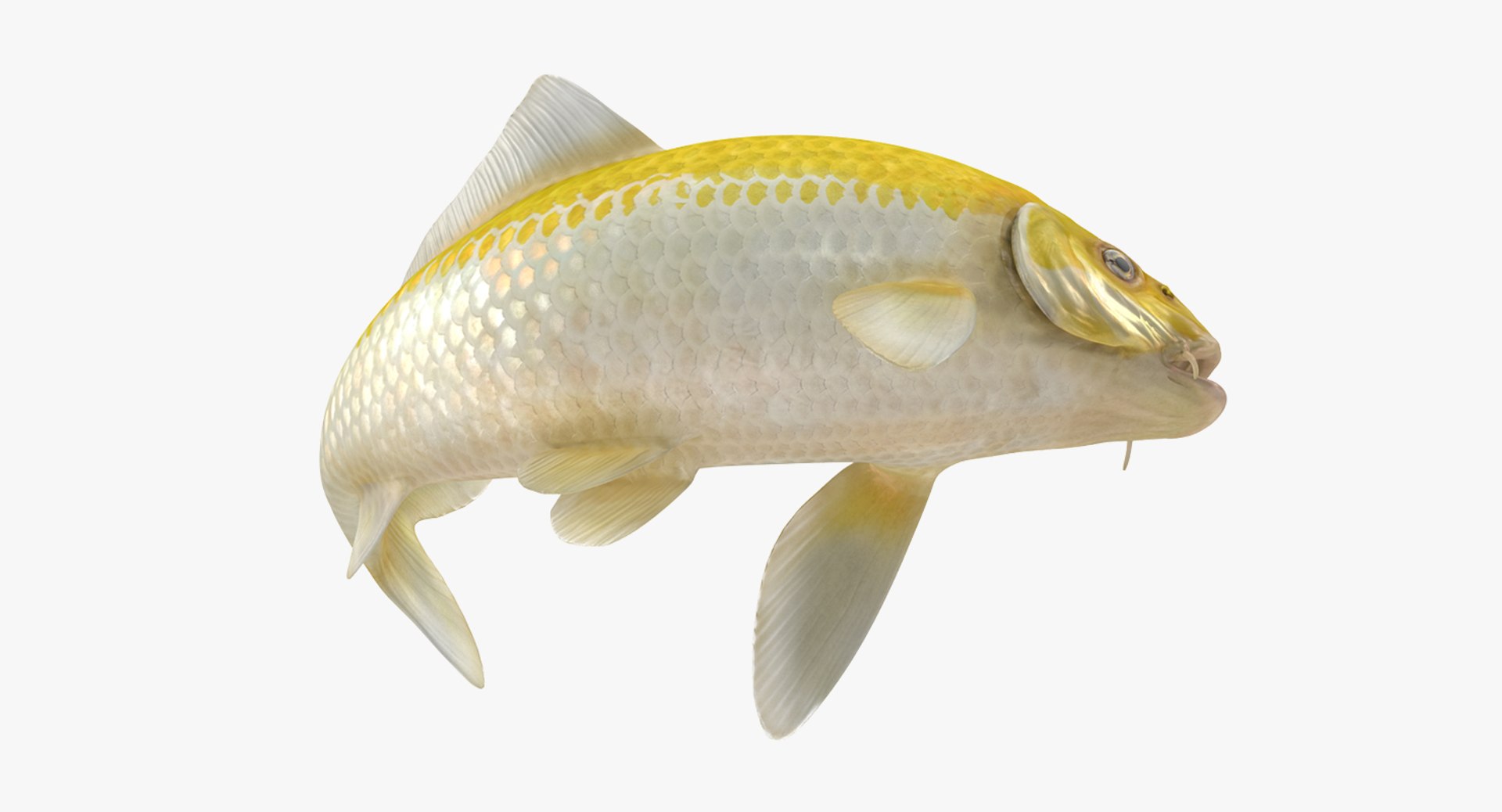 Yellow koi ogon fish 3D model - TurboSquid 1157396