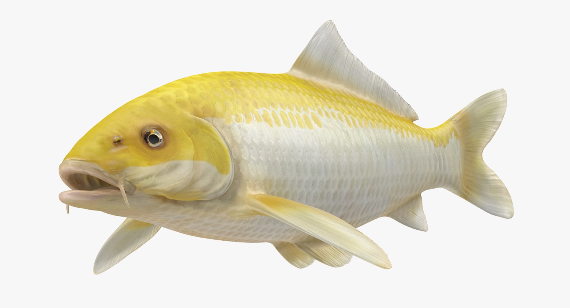 Yellow koi ogon fish 3D model - TurboSquid 1157396