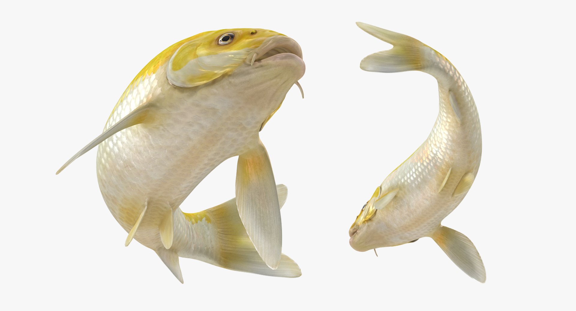 Yellow koi ogon fish 3D model - TurboSquid 1157396