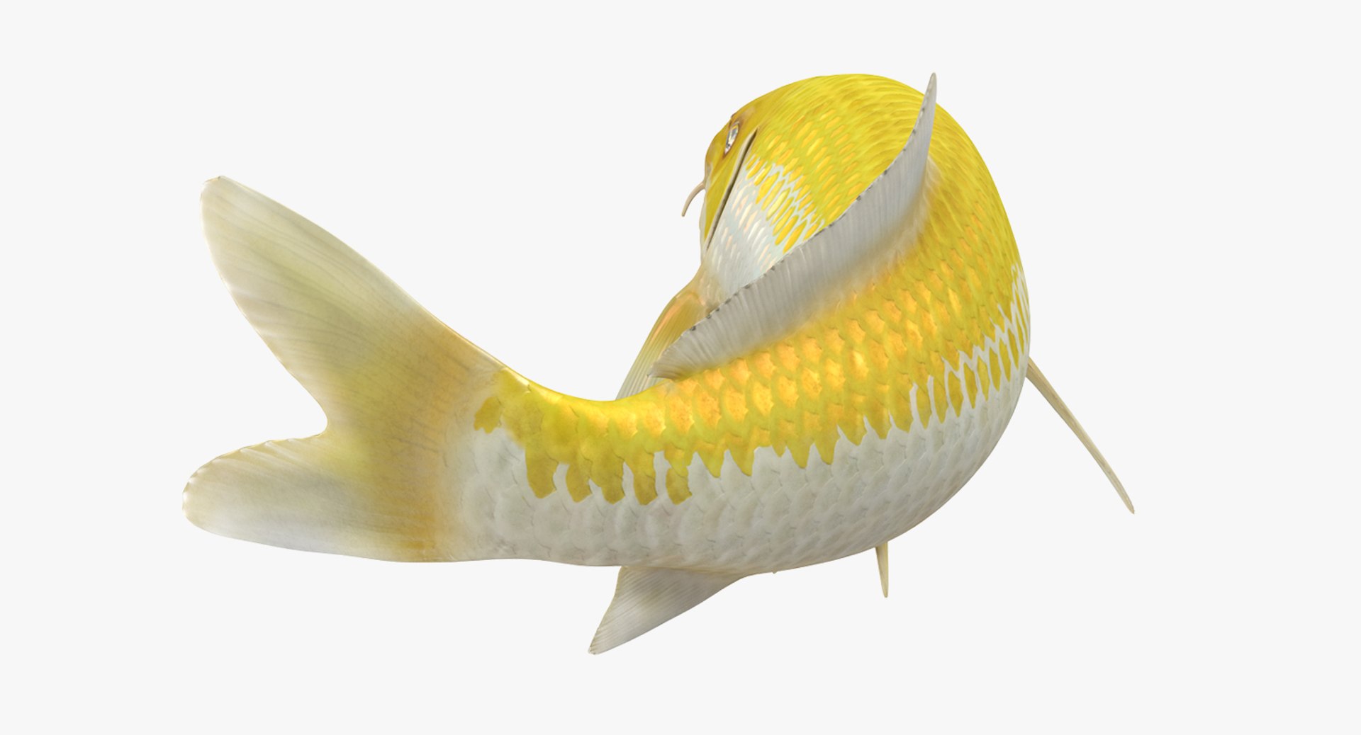 Yellow koi ogon fish 3D model - TurboSquid 1157396
