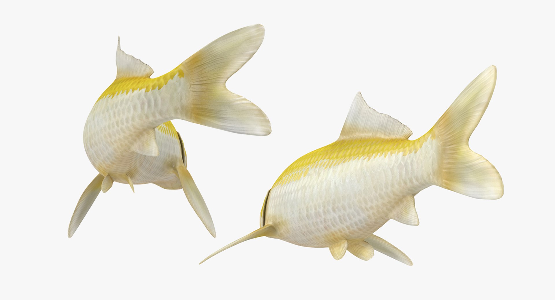 Yellow koi ogon fish 3D model - TurboSquid 1157396