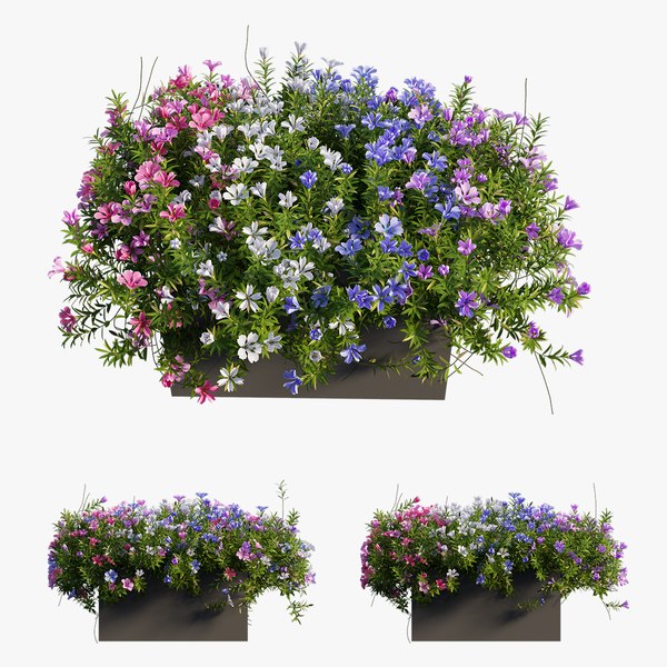 Bush SketchUp Models for Download | TurboSquid