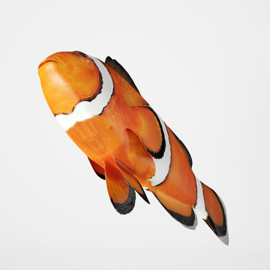 3D Clownfish Fish Model - TurboSquid 1369825