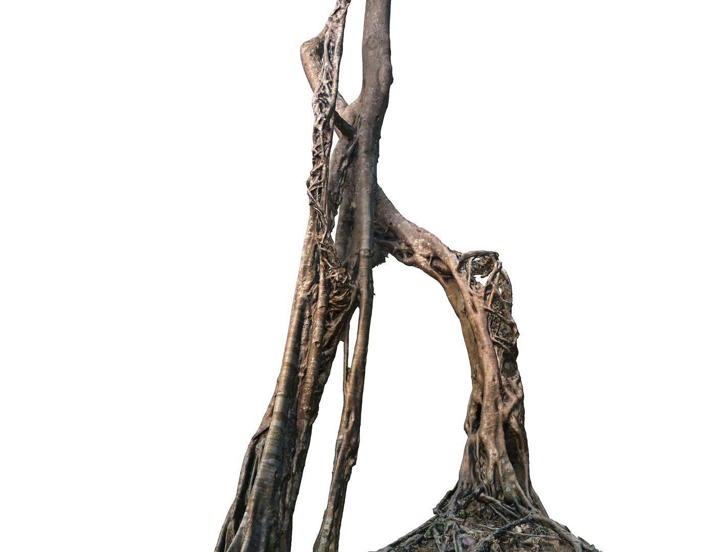 obj jungle liane tree 16k