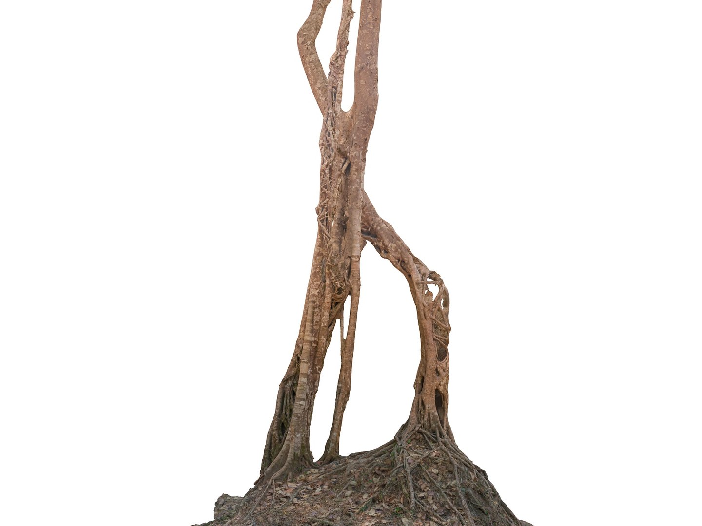 Obj Jungle Liane Tree 16k