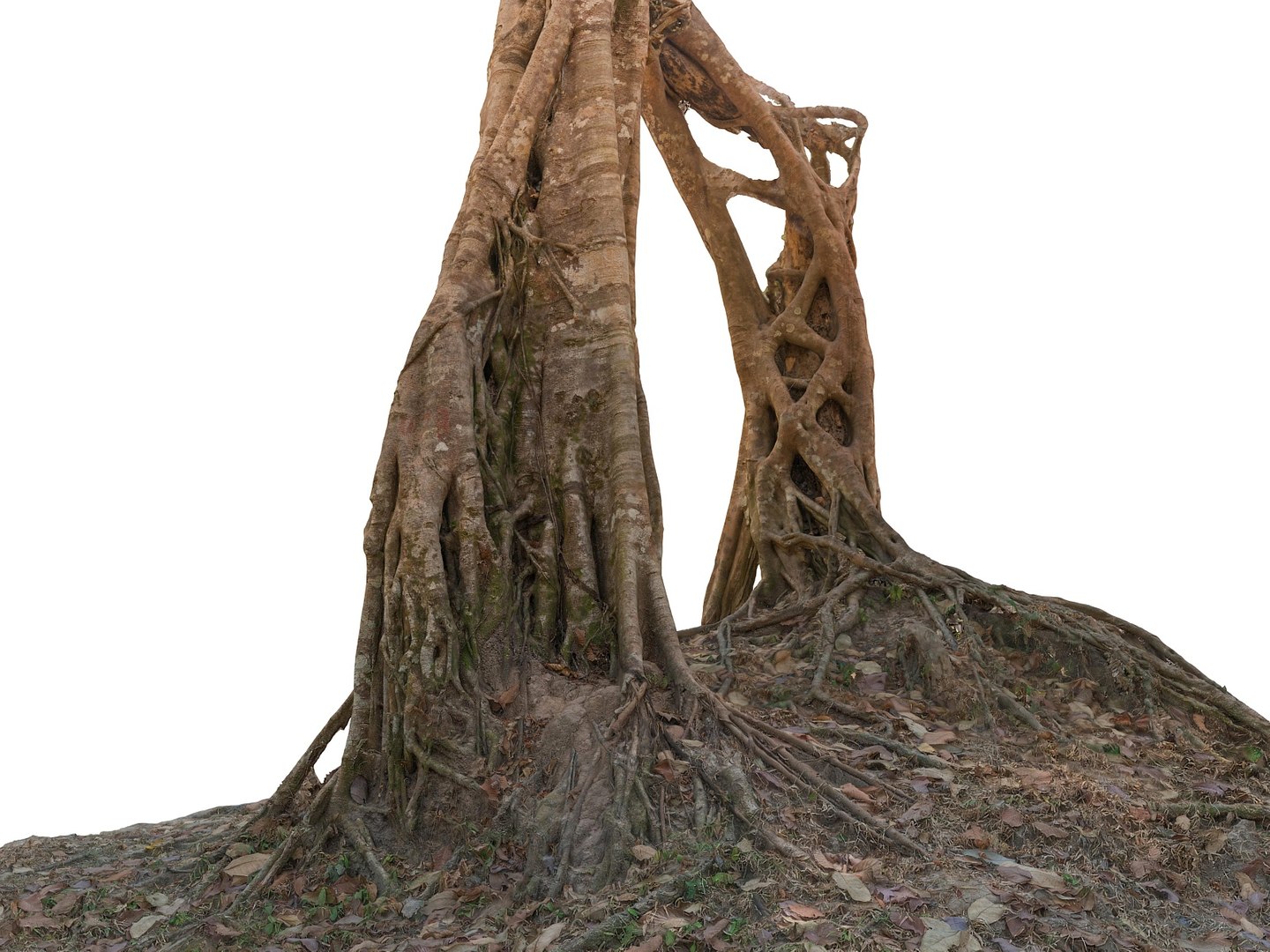 Obj Jungle Liane Tree 16k