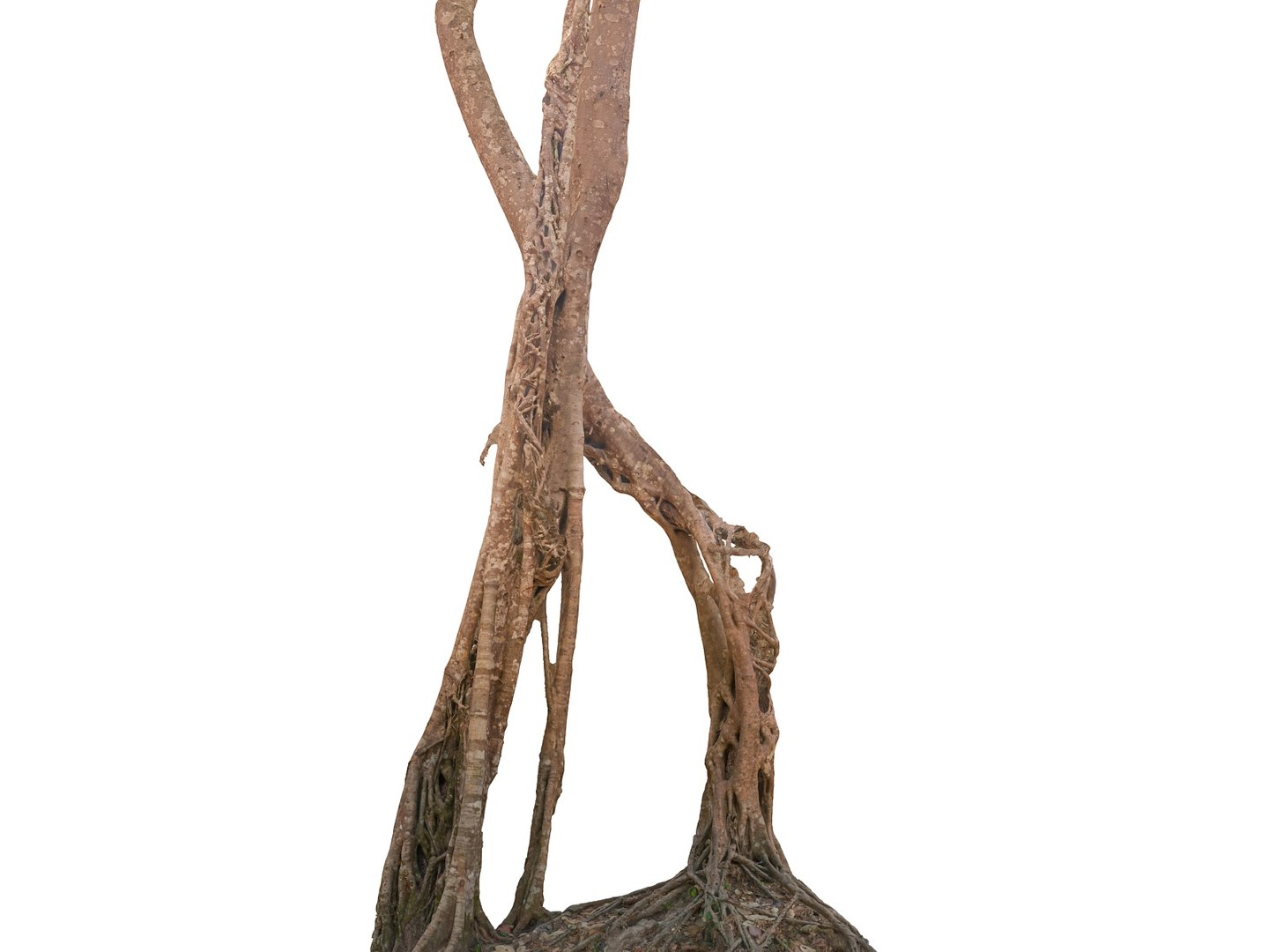 obj jungle liane tree 16k