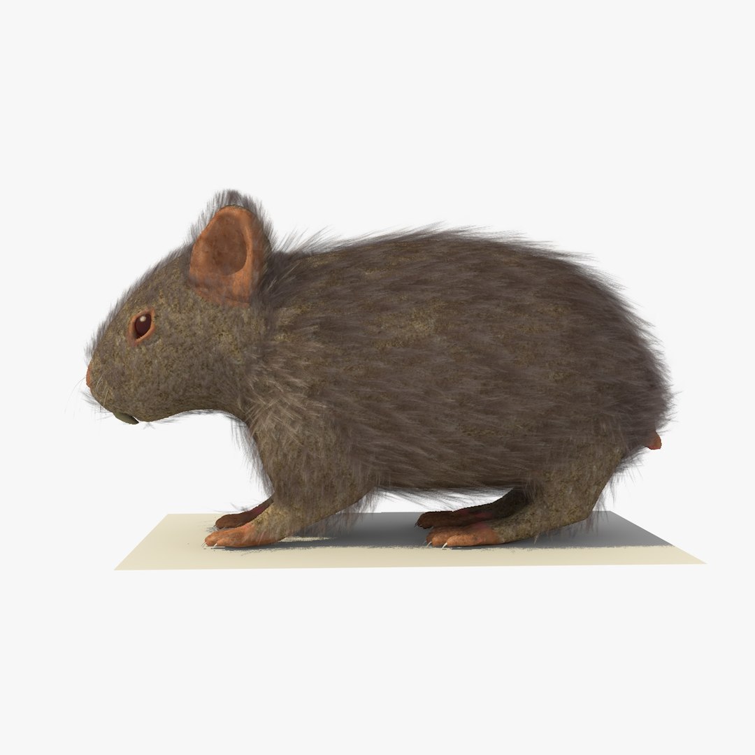 3d Model Grey Hamster Fur