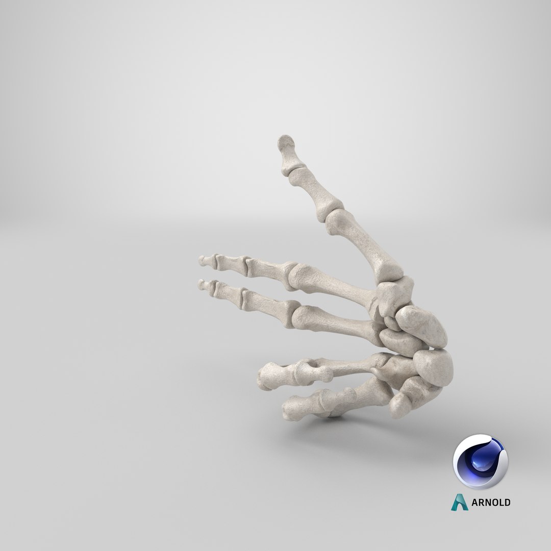 3D Human Hand Bones White - TurboSquid 1610615