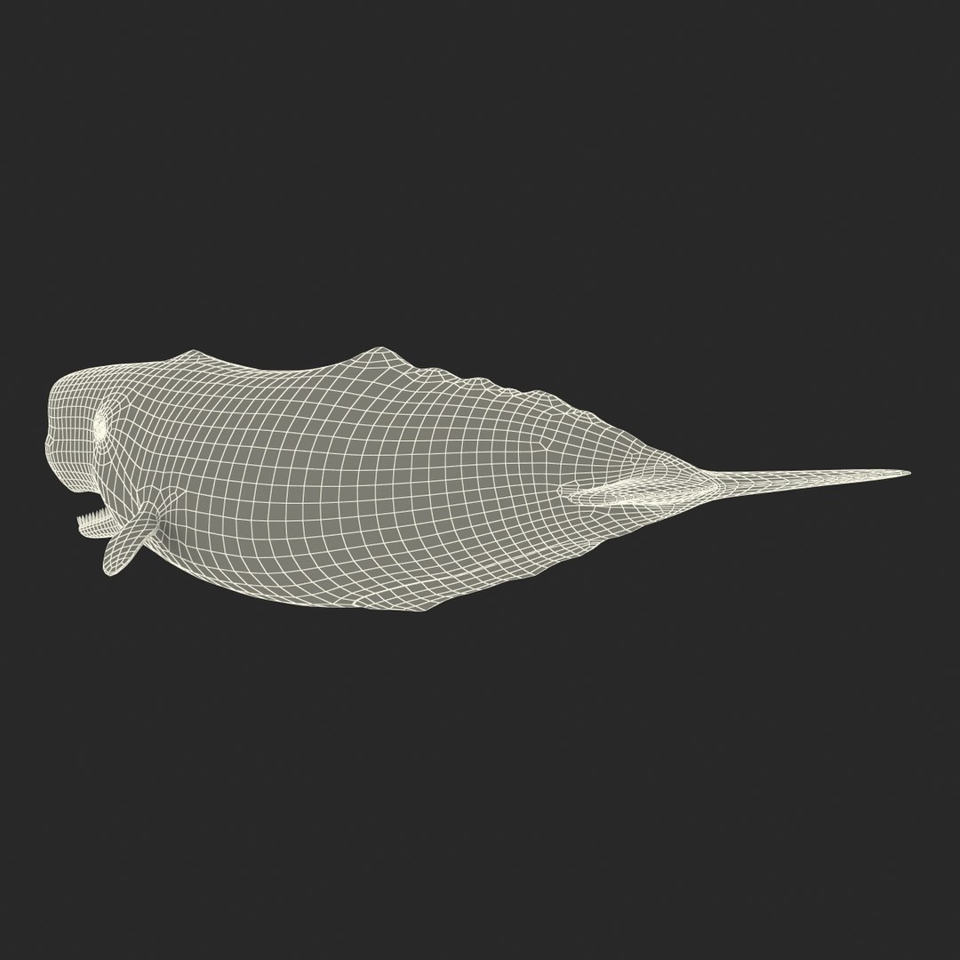 Sperm Whale 3d 3ds