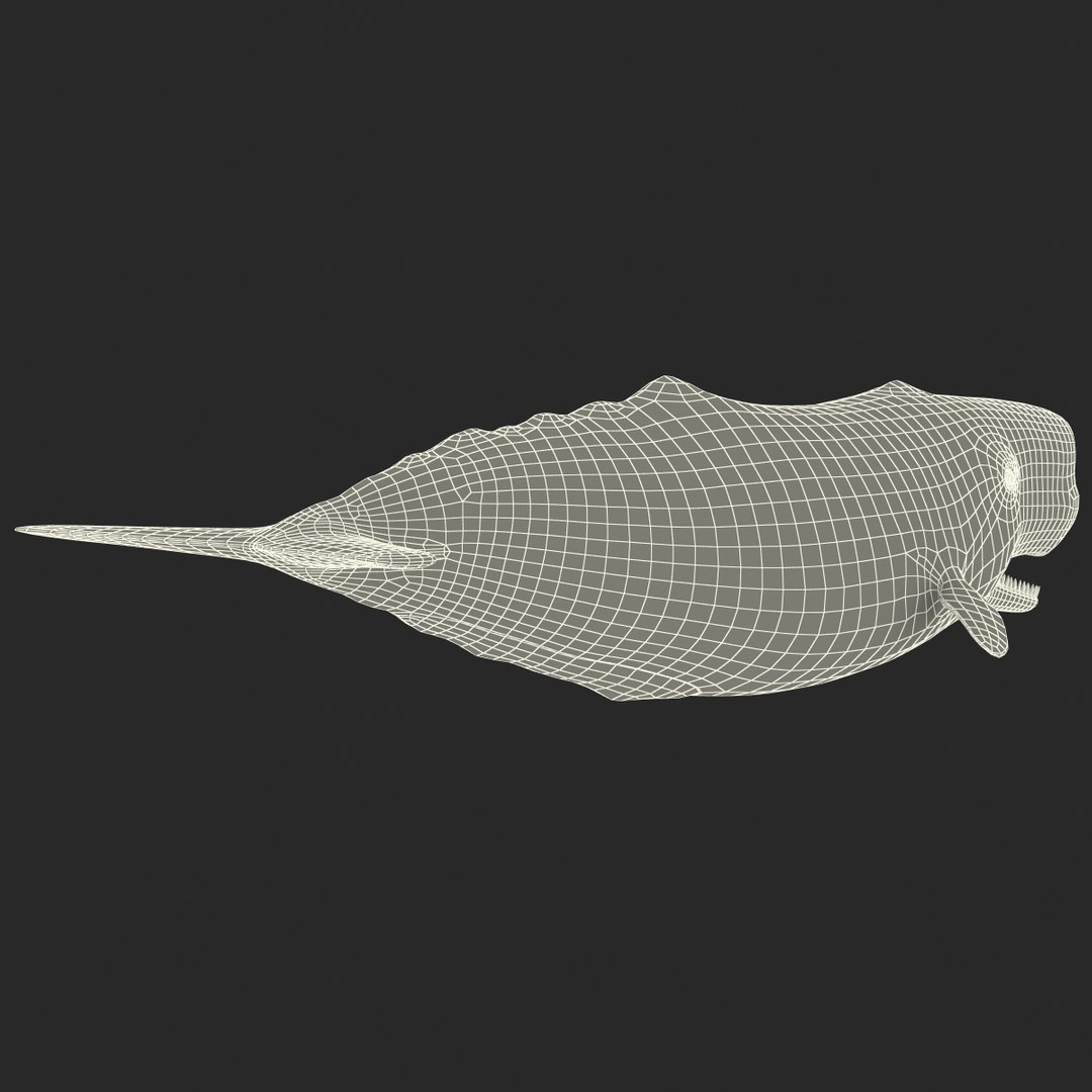 Sperm Whale 3d 3ds
