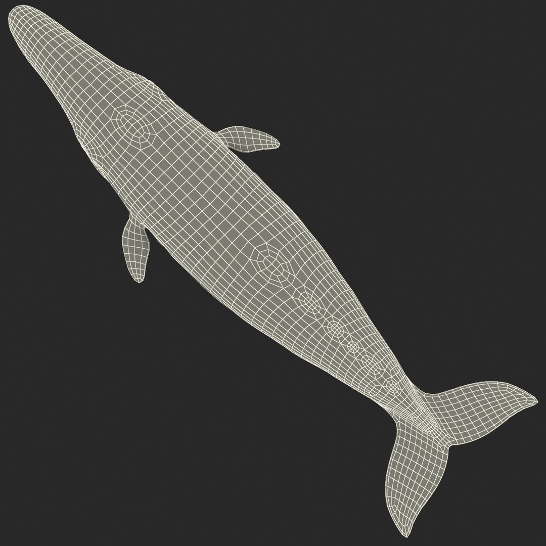 Sperm Whale 3d 3ds