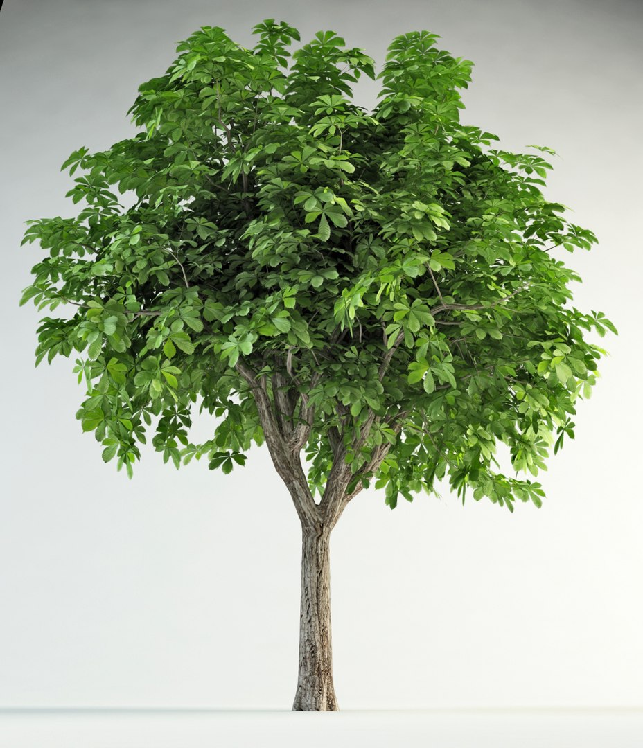 Horse-chestnut Conker Tree 3d Model