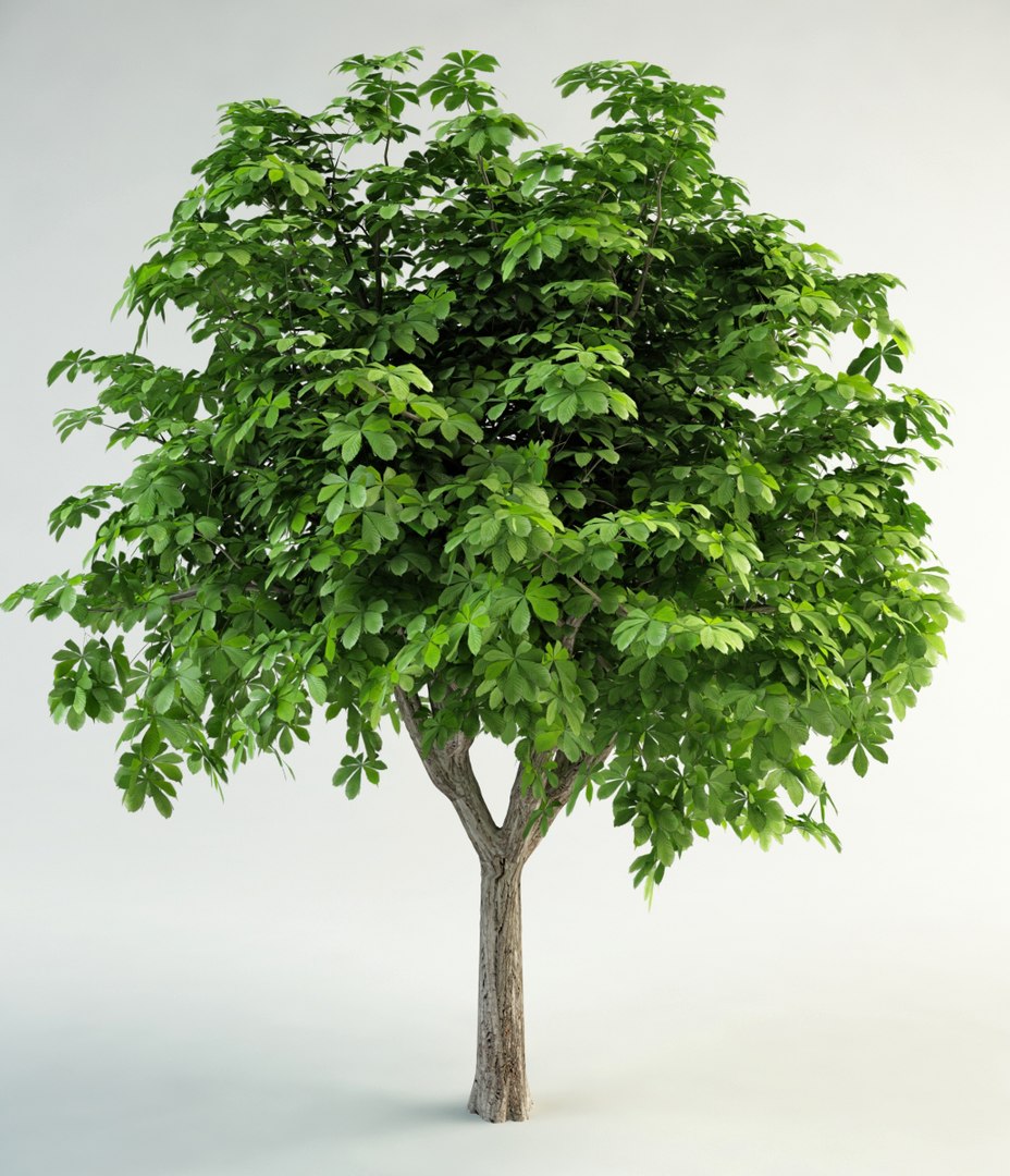 Horse-chestnut Conker Tree 3d Model