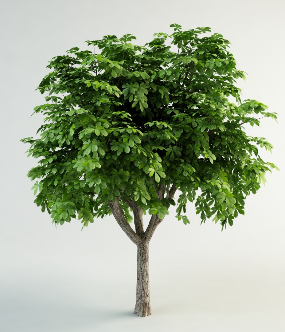 Horse-chestnut Conker Tree 3d Model