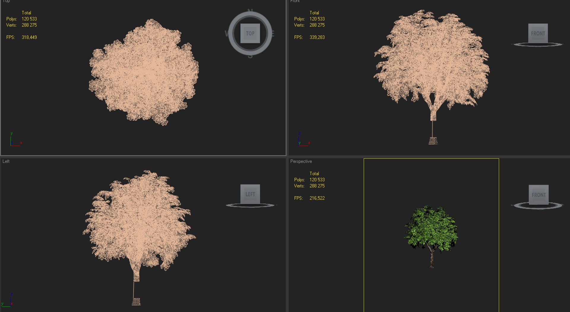 Horse-chestnut Conker Tree 3d Model