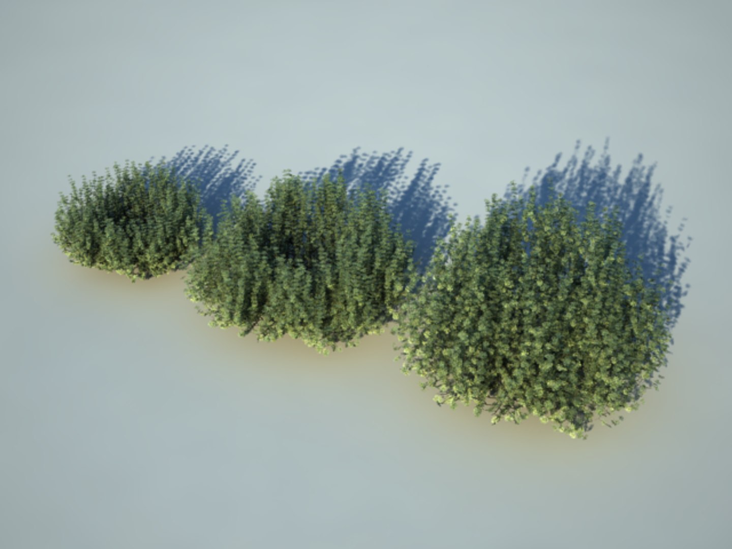 bushes polygons ma