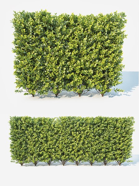 3D hedge - TurboSquid 1228314