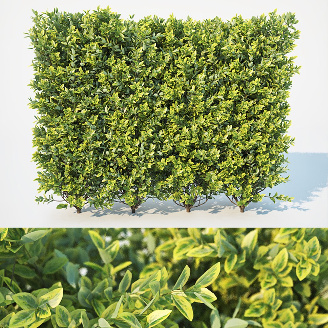 3D Hedge - TurboSquid 1228314