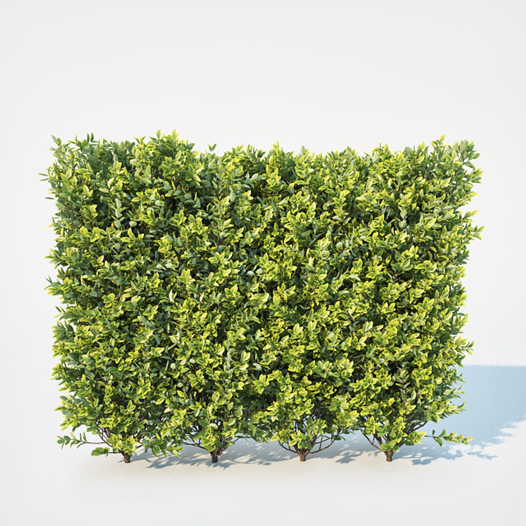 3D Hedge - TurboSquid 1228314