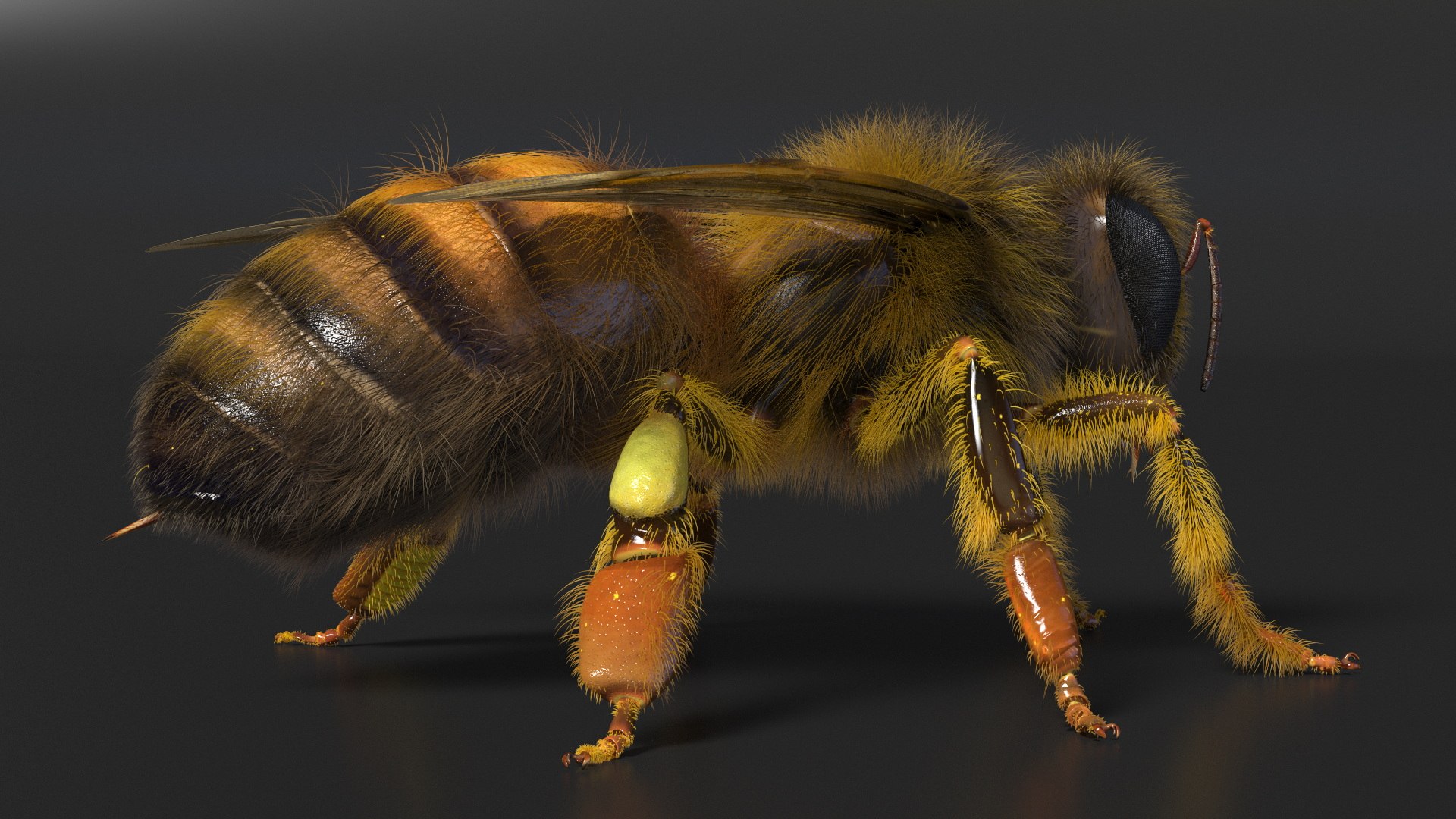 Apini Honey Bee Fur 3D - TurboSquid 2347148