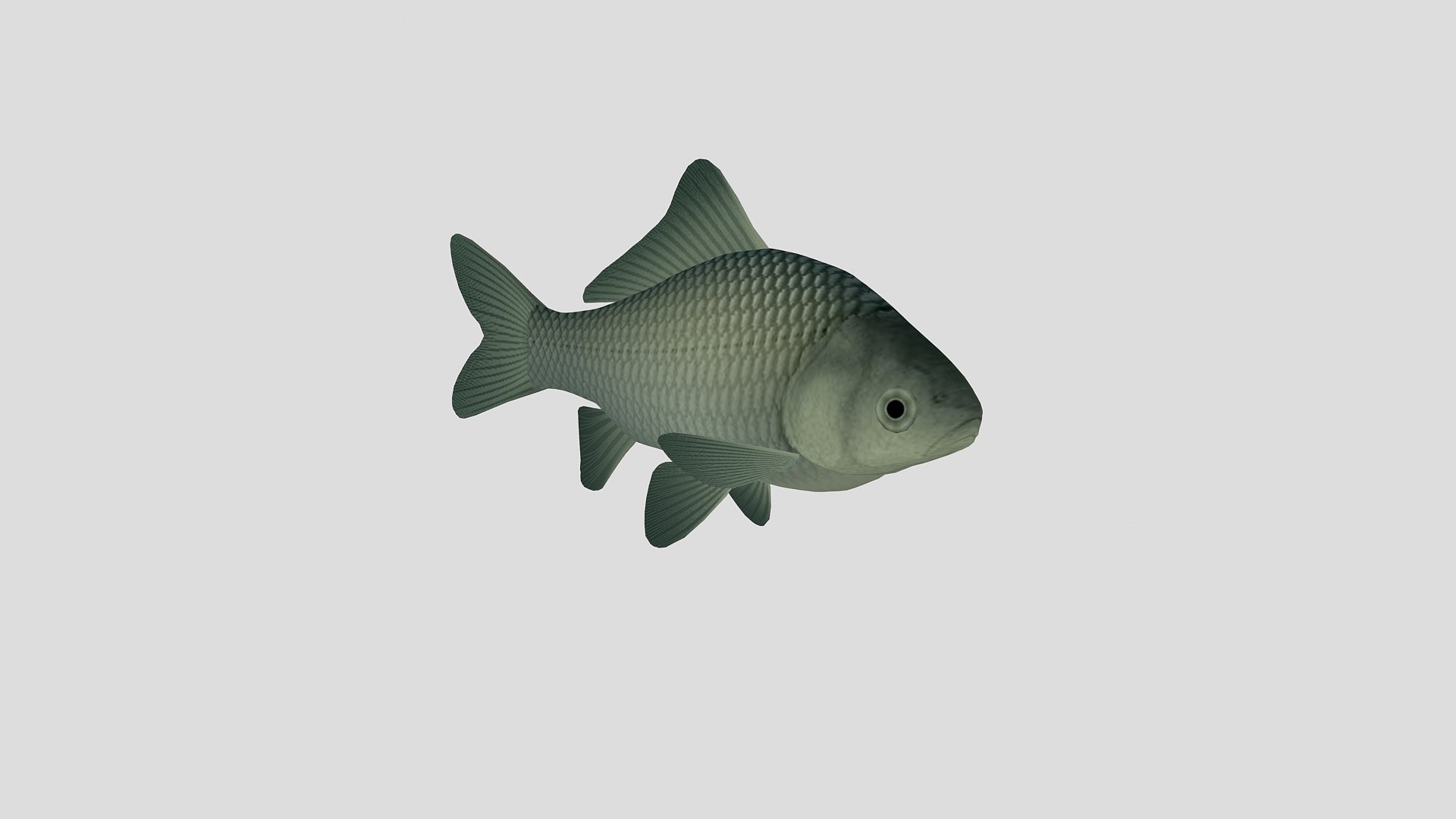 Fish 02 3D Model - TurboSquid 1261961