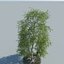 3d realistic birch trees
