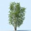 3d realistic birch trees
