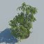 3d realistic birch trees