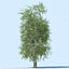 3d realistic birch trees