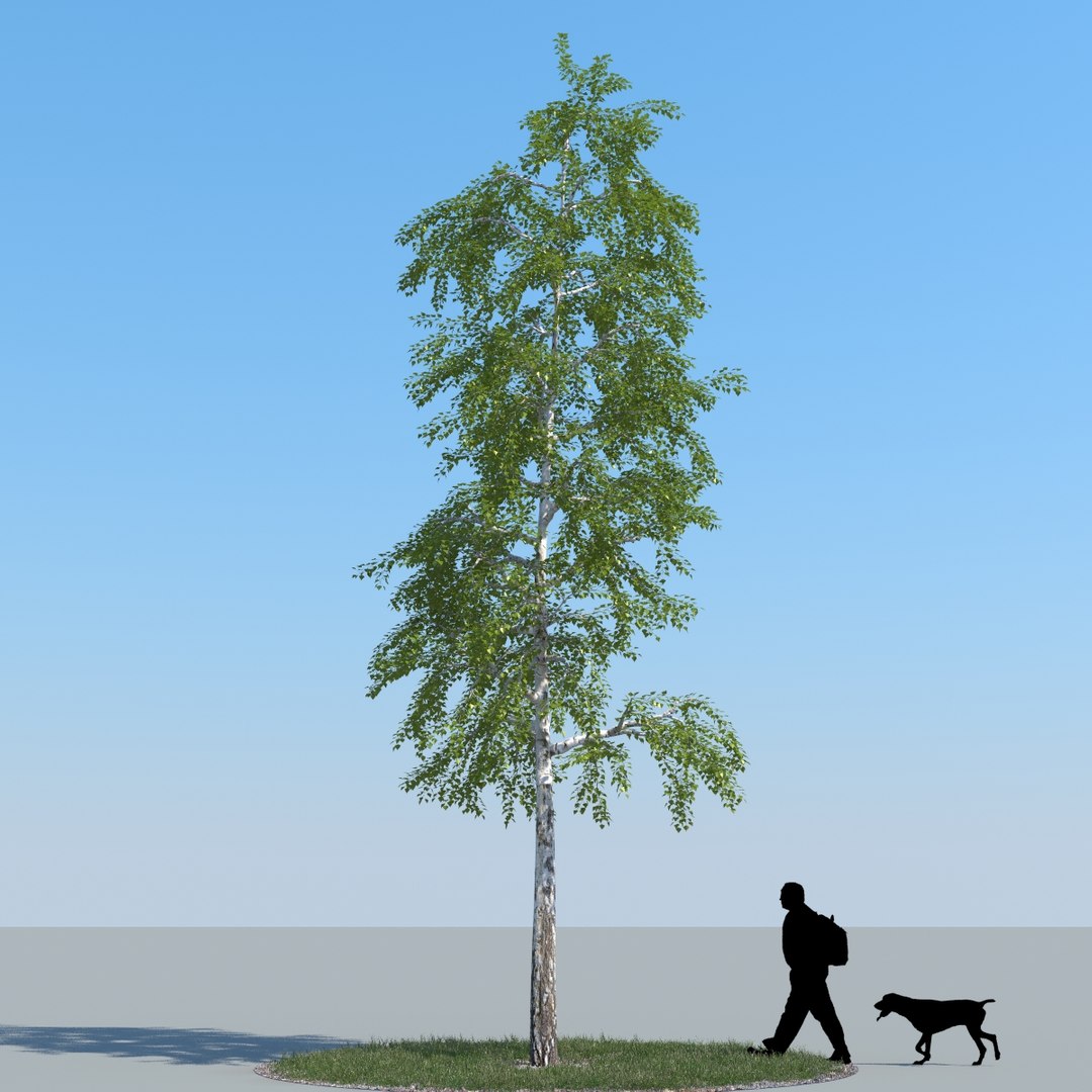 3d realistic birch trees